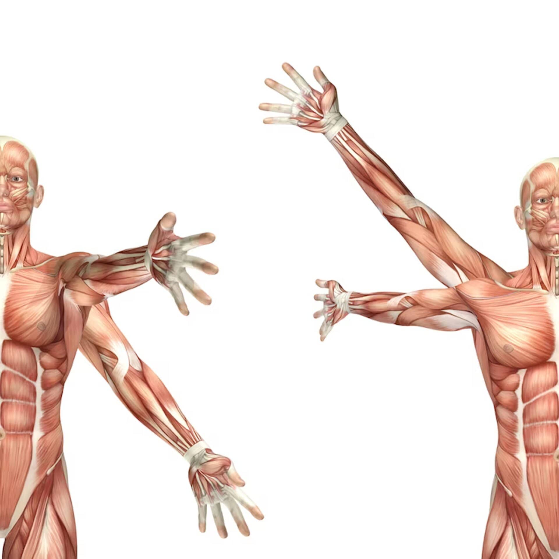 Rotator Cuff - Core Physio